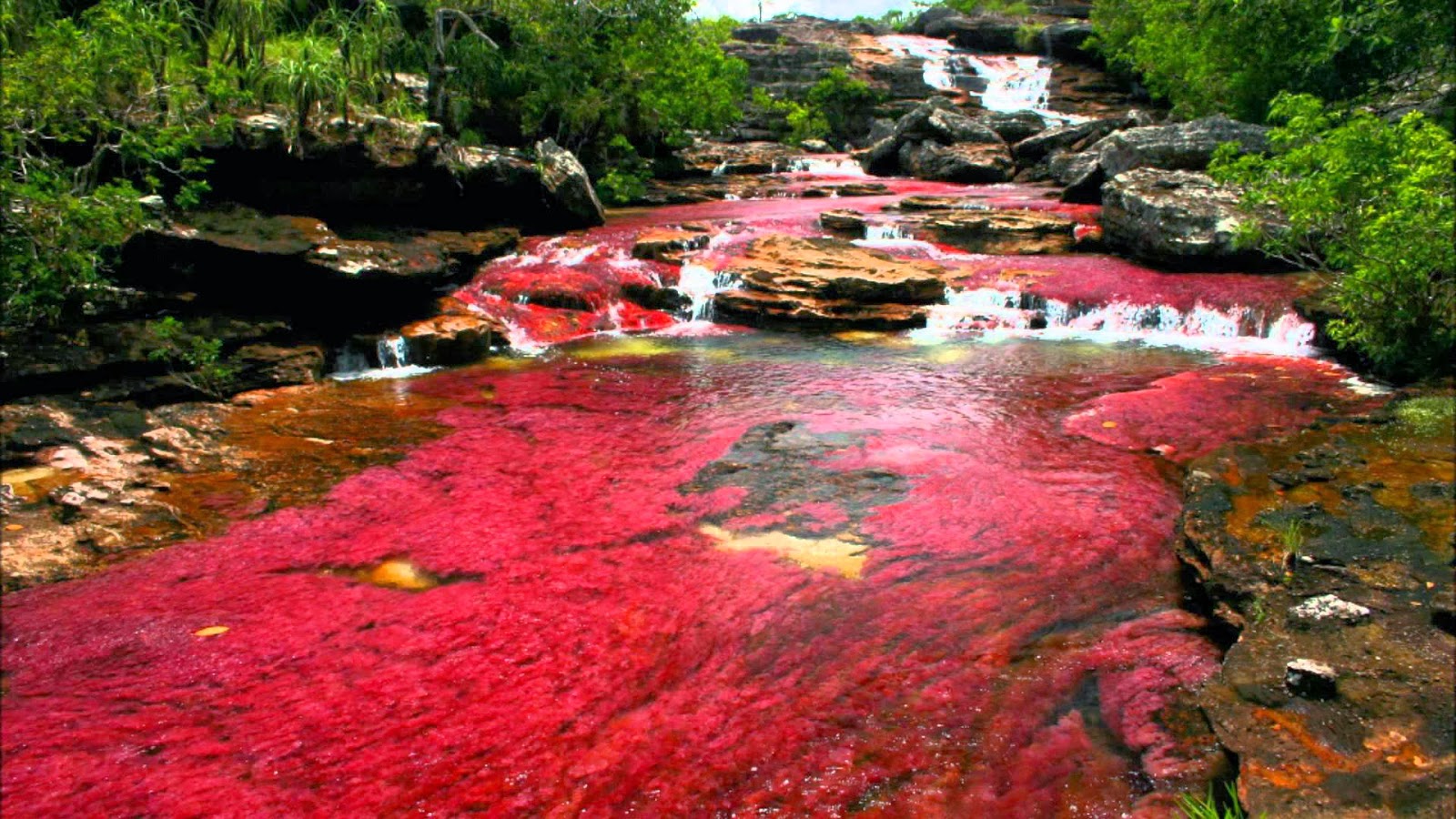 paradis express: Caño Cristales, Colombia