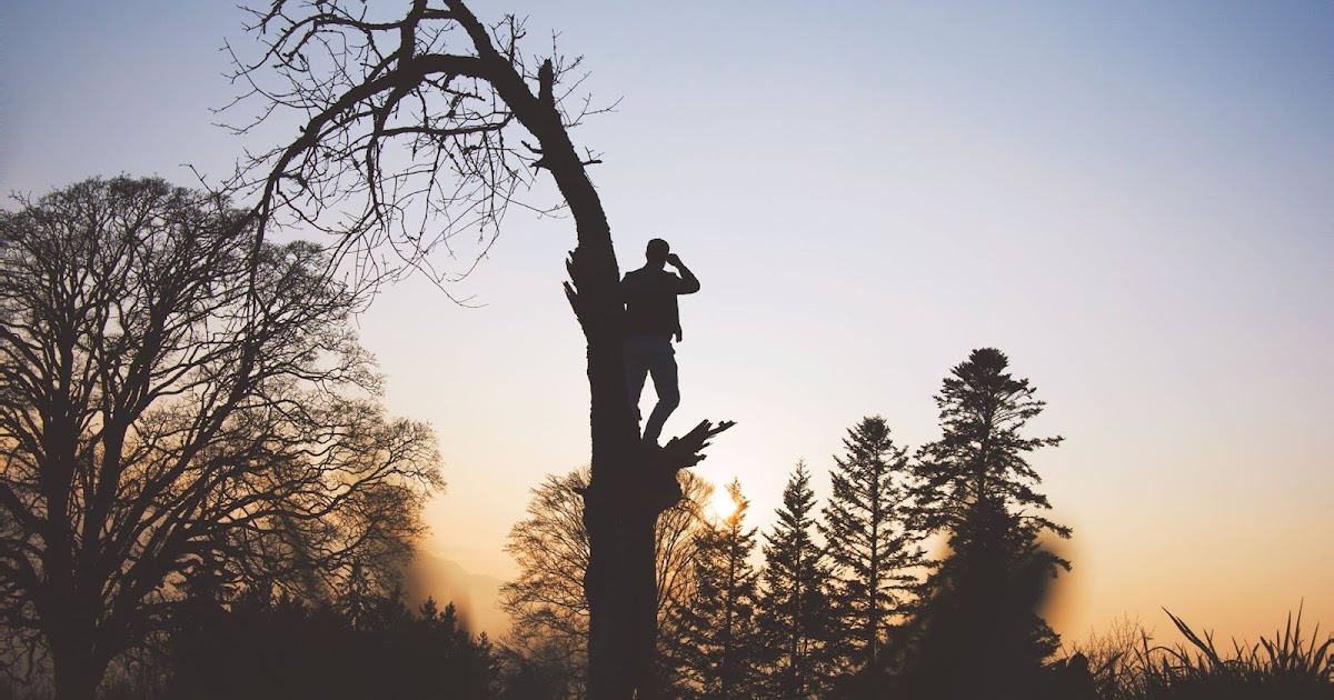 "Go climb a tree" nghĩa là gì?