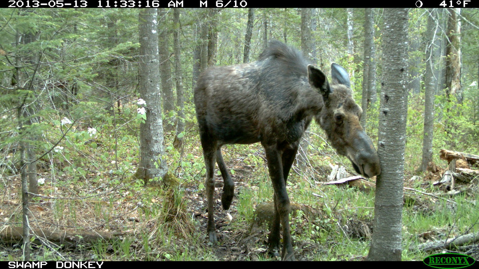 Swamp Donkey Adventures