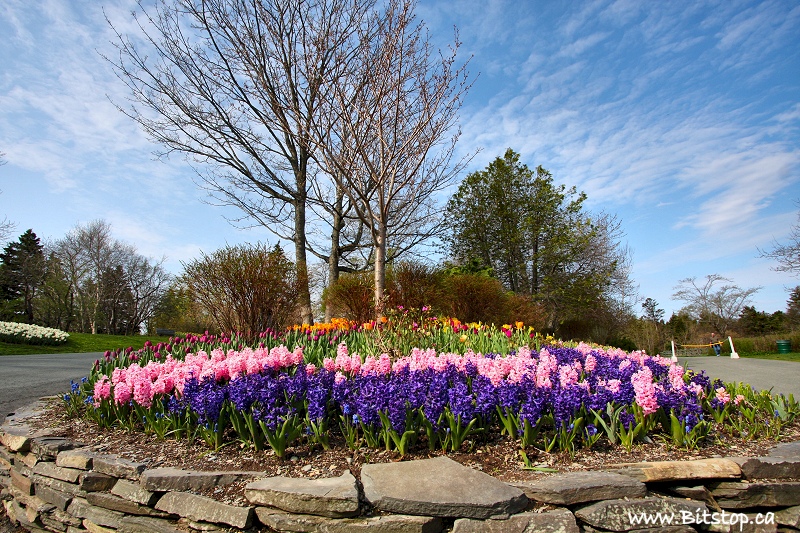 Bitstop: Spring in Bowring Park