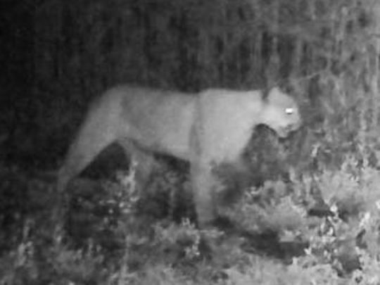 Mountain Mann Survival: Mountain Lion roaming in Iowa - Trail Cam Pictures
