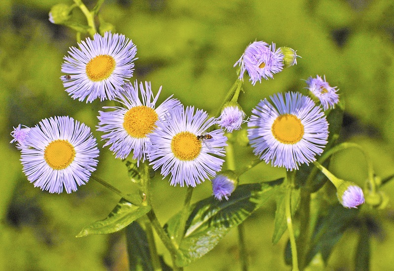 Riverdaze…: COMELY COMMON FLEABANE