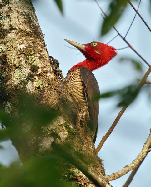 Argentina nativa: Carpintero grande (Campephilus robustus)