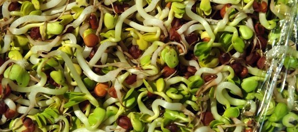 pasari-exotice.blogspot.com: Cinteza australiana zebrata (Zebra Finch)