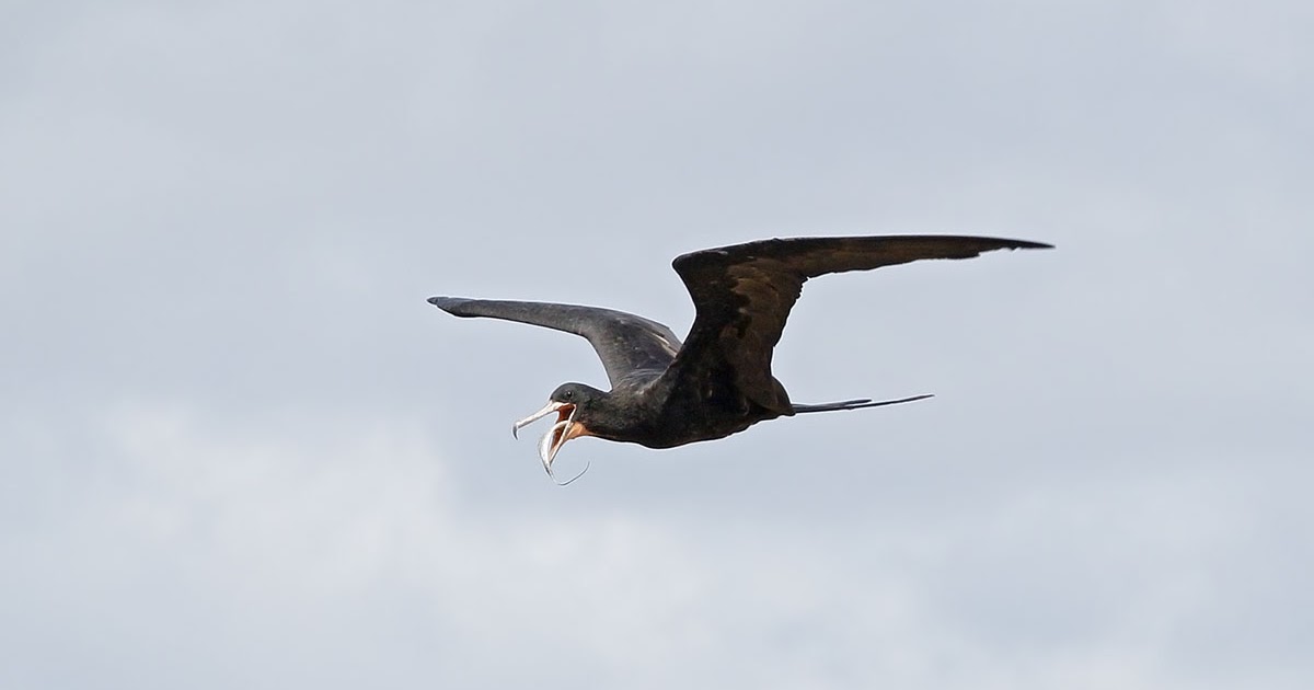 mis fotos de aves: Fregata magnificens Ave Fragata Magnificent Frigatebird