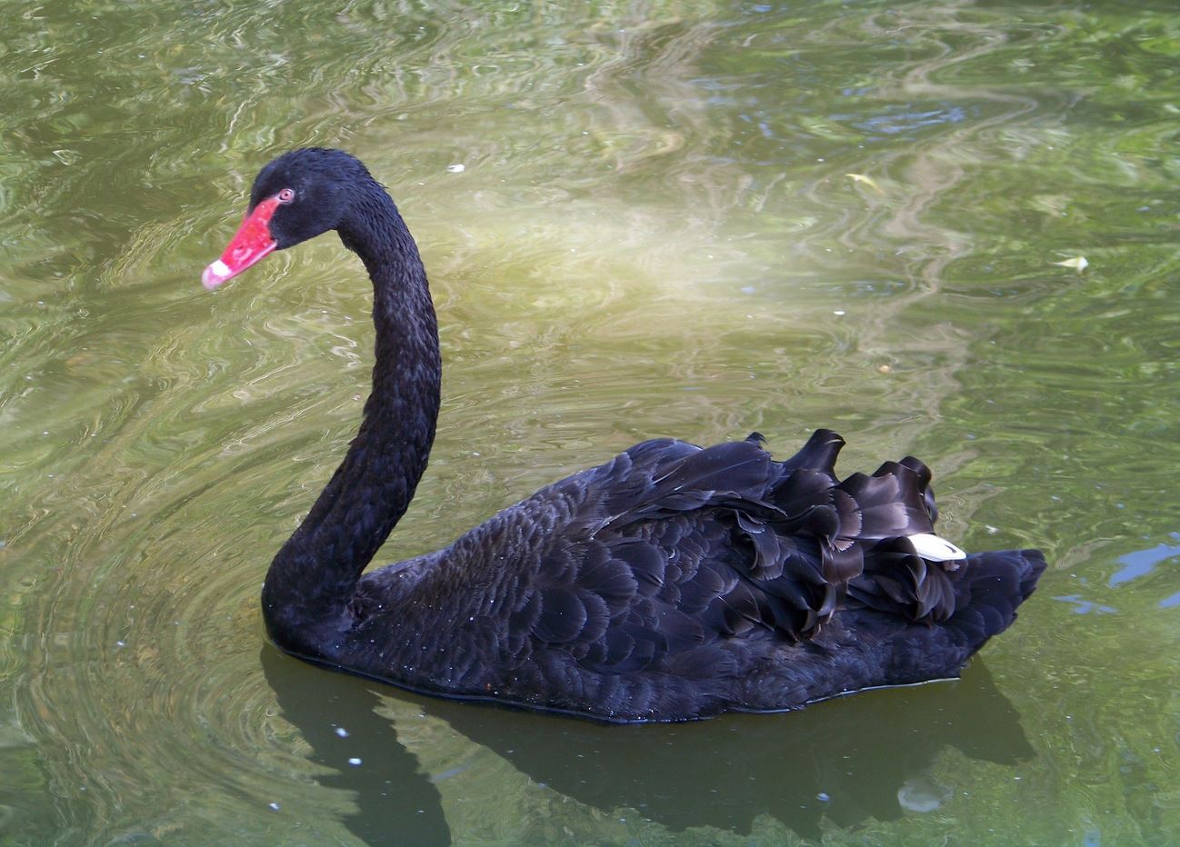 Ilmaisia kuvituskuvia: Joutsen