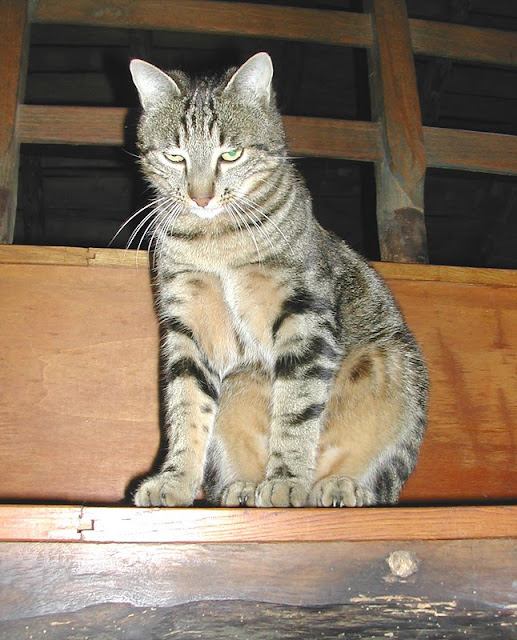 La Pouyette....: Oskar's Buddy Maynard - A little story...