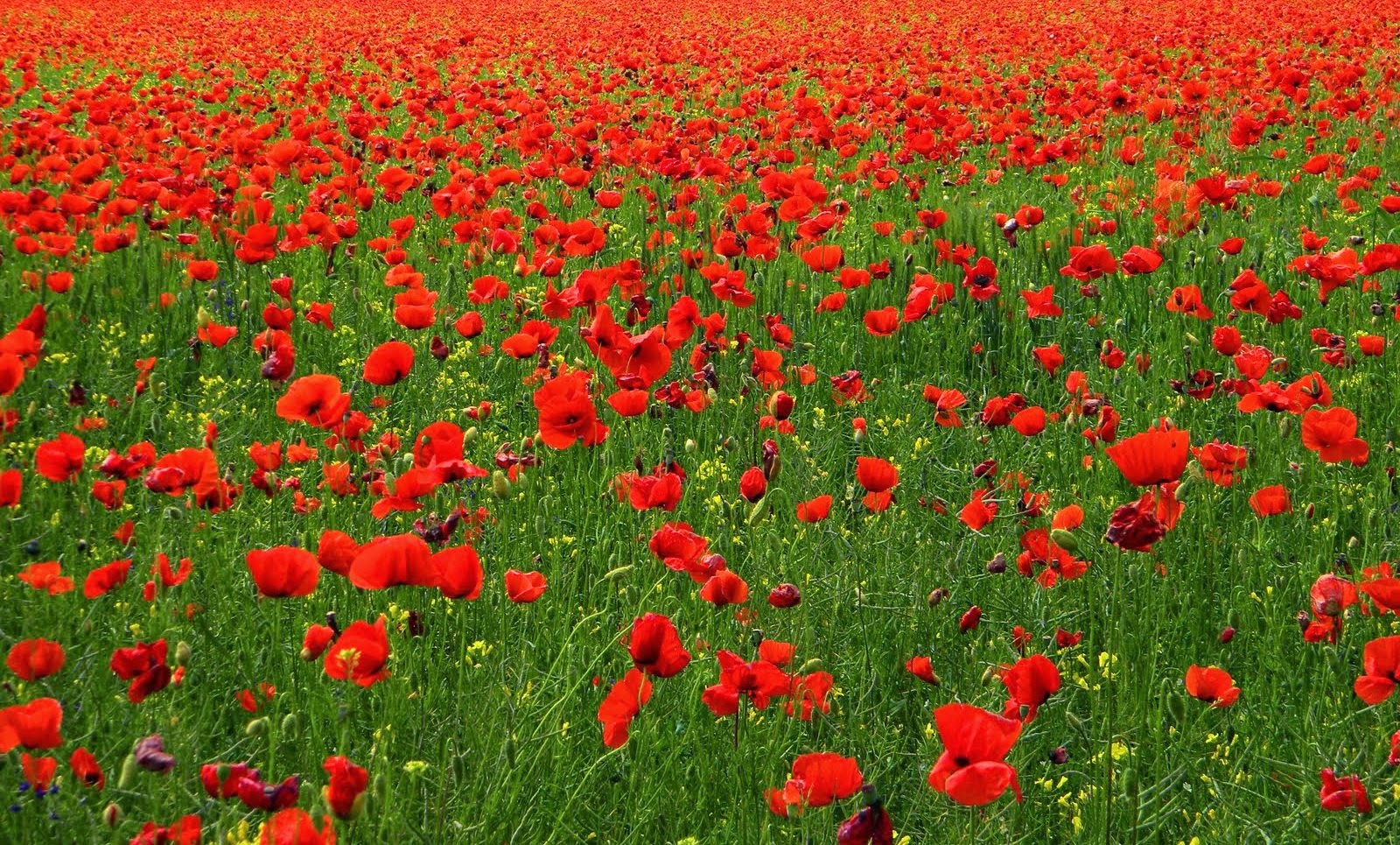 LilyBlog: Balada iubirii în roșu de mac...