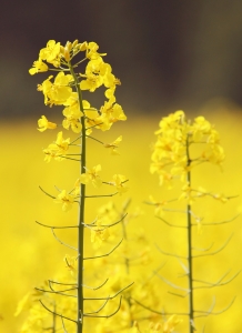 Gene Technology : Genetically Modified Canola