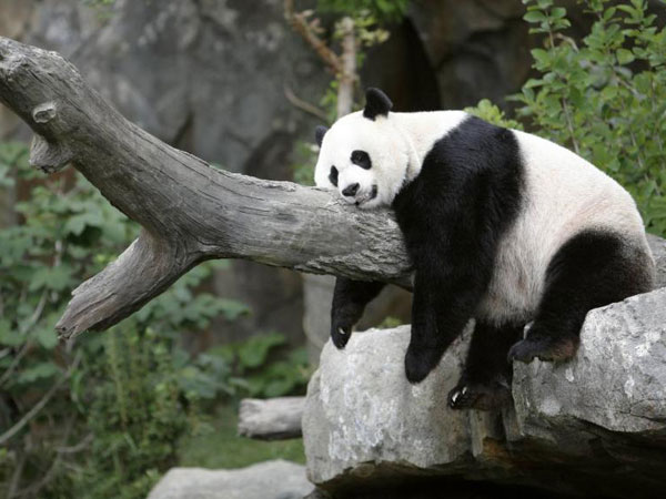 Panda & cia: Tipos de Panda