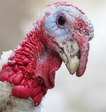 nowyouknow: What’s that creepy thing under a turkey’s chin called?