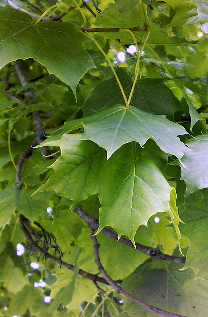 Árboles con alma: Arce Real. Erable. (Acer platanoides) Árboles con alma: Arce Real. Erable. (Acer platanoides)