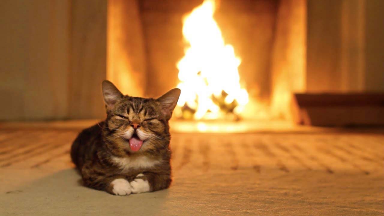 Lil Bub Puppies Wallpaper image | Free HD Wallpaper