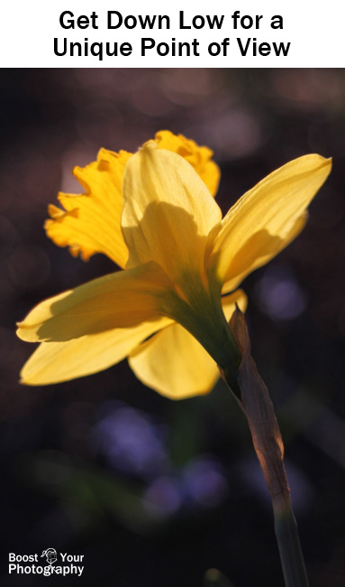 5 Tips for Better Flower Photographs | Boost Your Photography