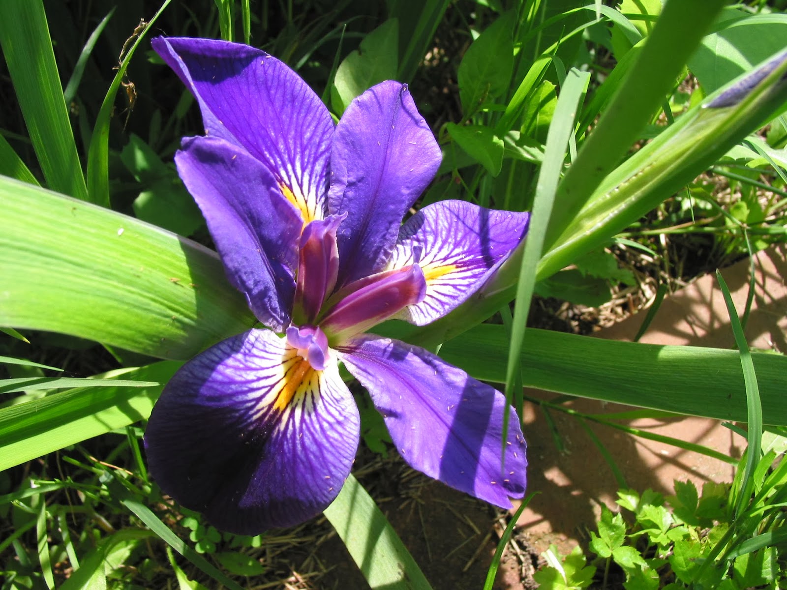 World of Irises: Iris brevicaulis the Short Stemmed Iris