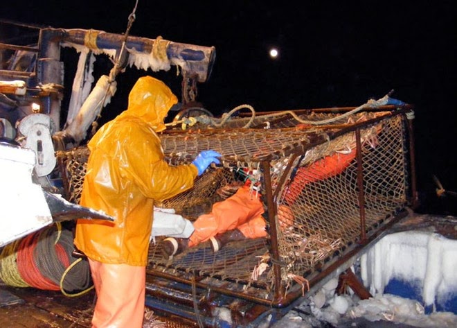 Follow the fishermen catch giant king crab in Alaska ~ LOVE NATURE 24H