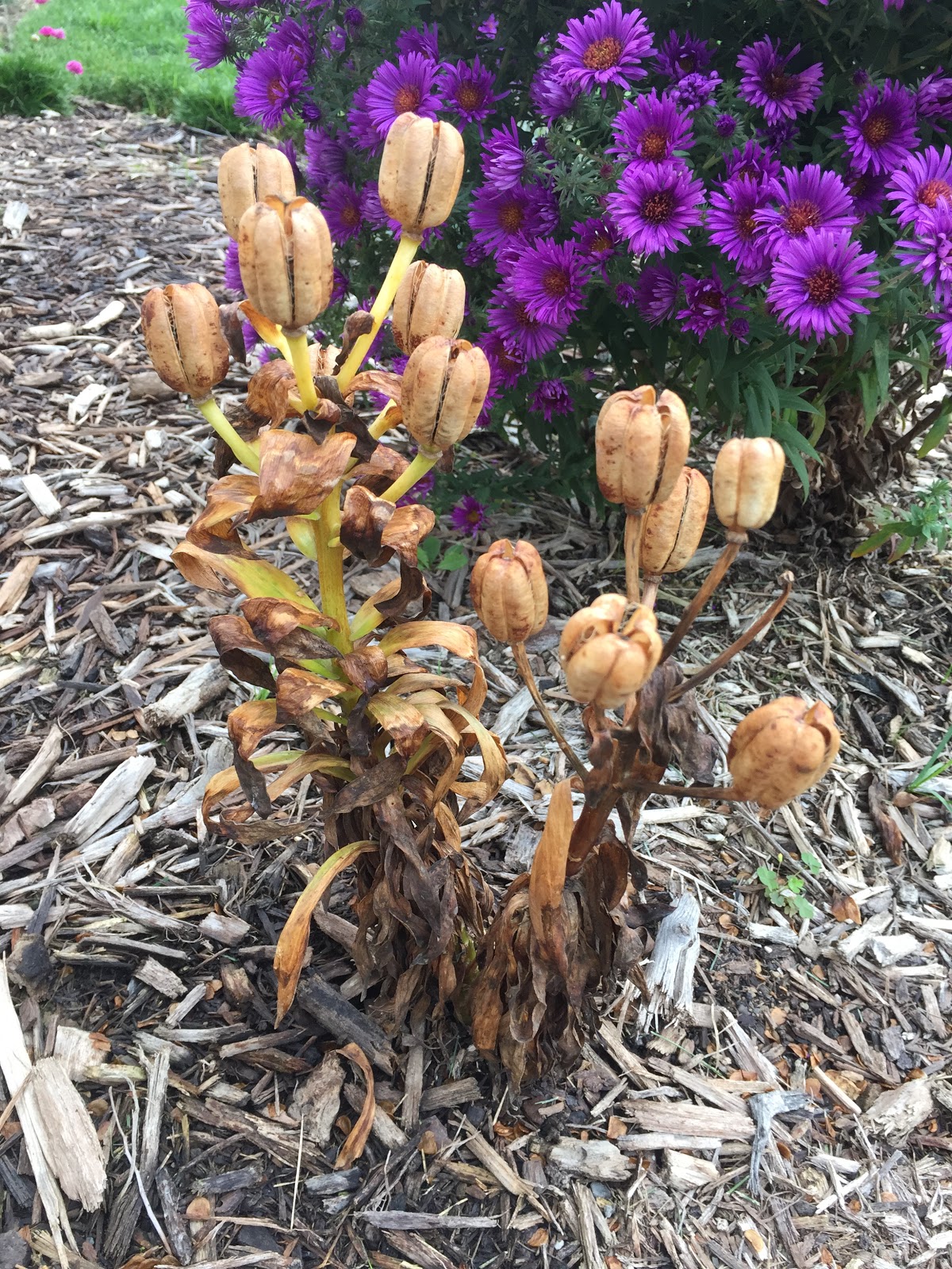 Lilium 'Tiny Pearl' Seed Pods [Backyard Neophyte Landscaping Blog]