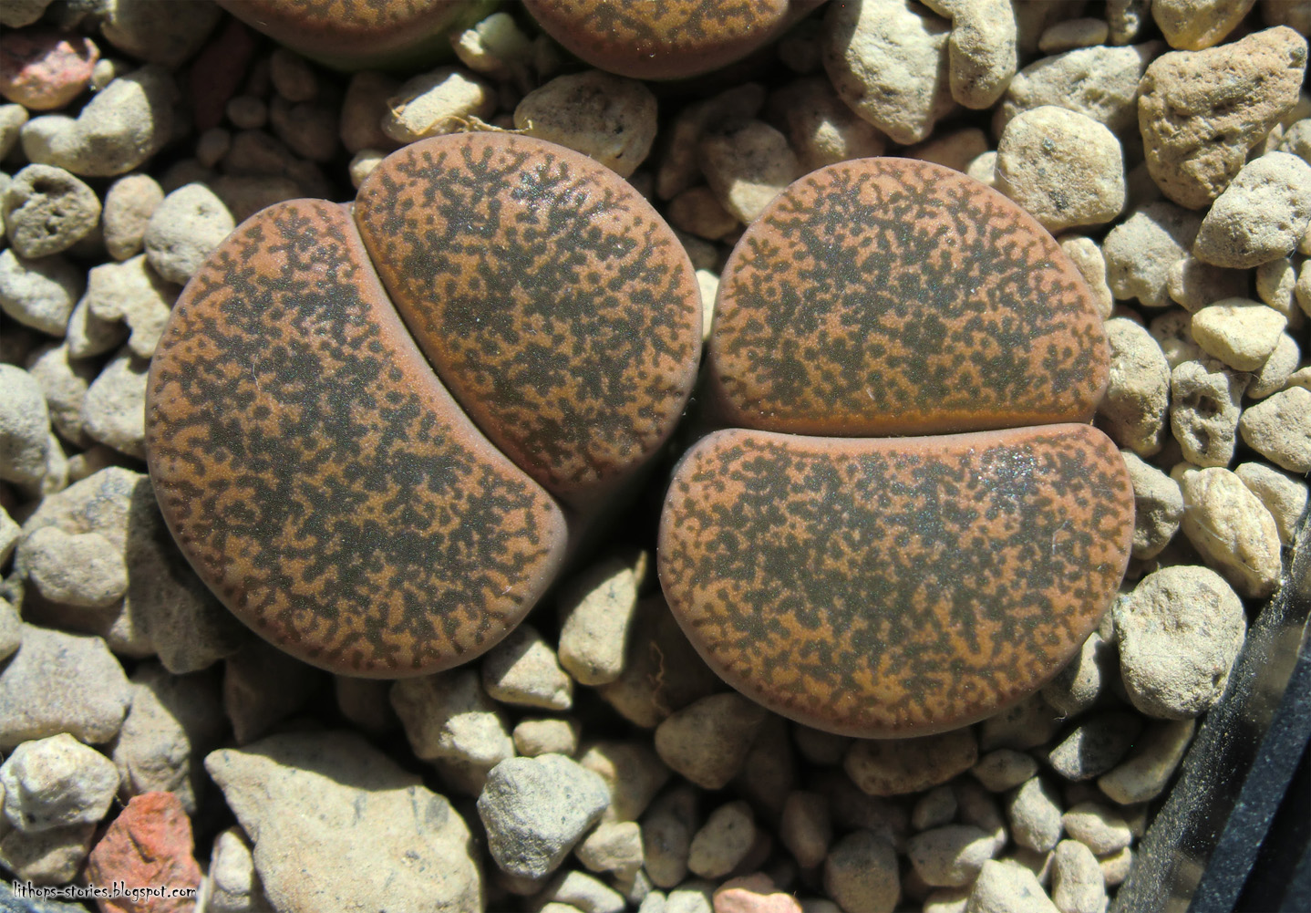 Lithops Stories: May 2017