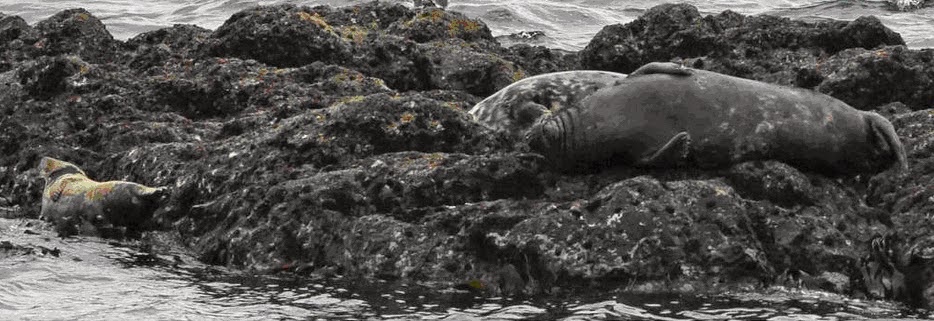 Lizard and Penrose NT Blog: Spectacular sightings as the scope of the ...