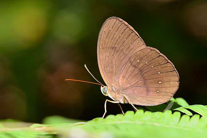 Beauty of Fauna and Flora in Nature: A Rare Lycaenid at Upper Peirce ...
