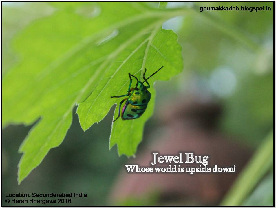 Ghumakkad Harsh: Jewel Bug