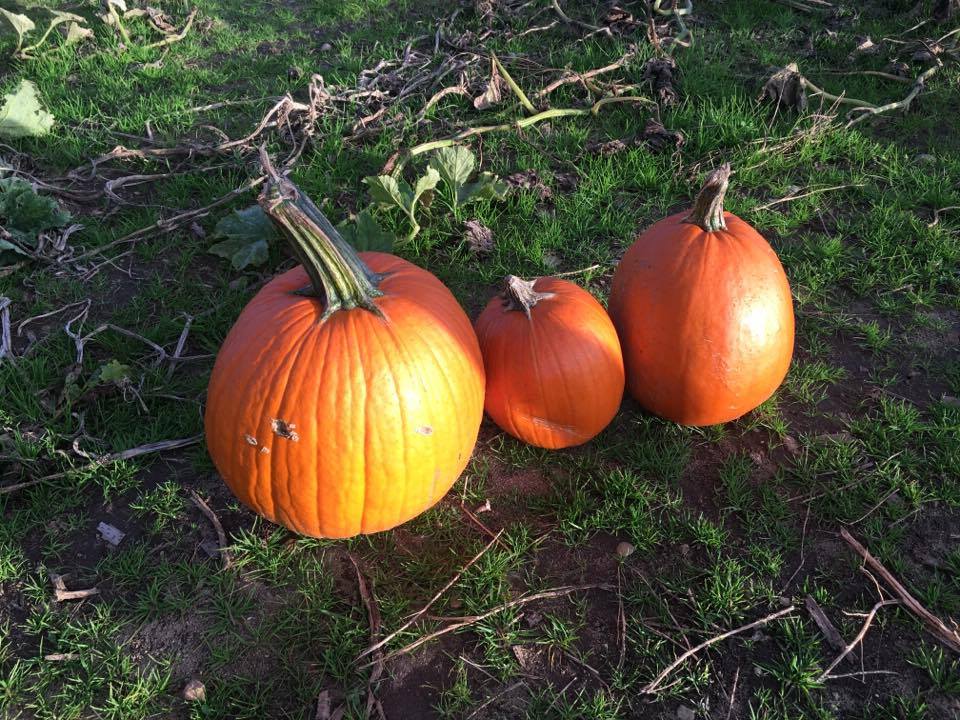 Be Positive Be Preppy : Pumpkin Patch