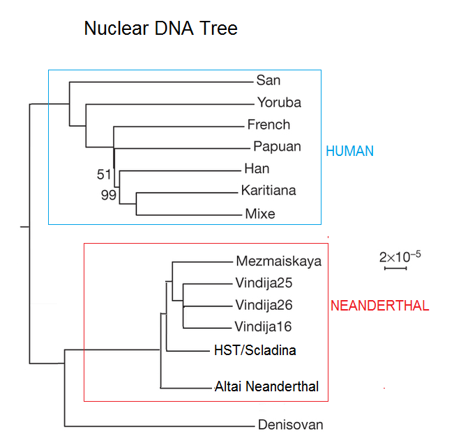HST and Scladina Neanderthals | Patagonian monsters