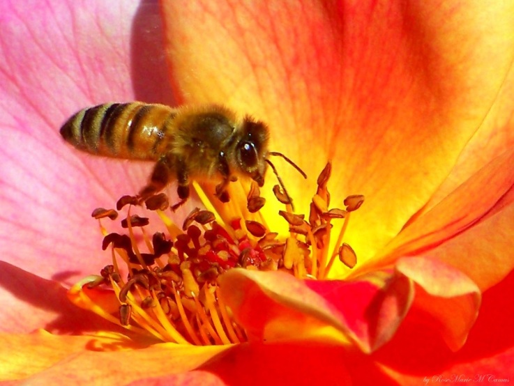 POESÍA Y TRANSICIONES: LA ABEJA Y LA ROSA (macro)...