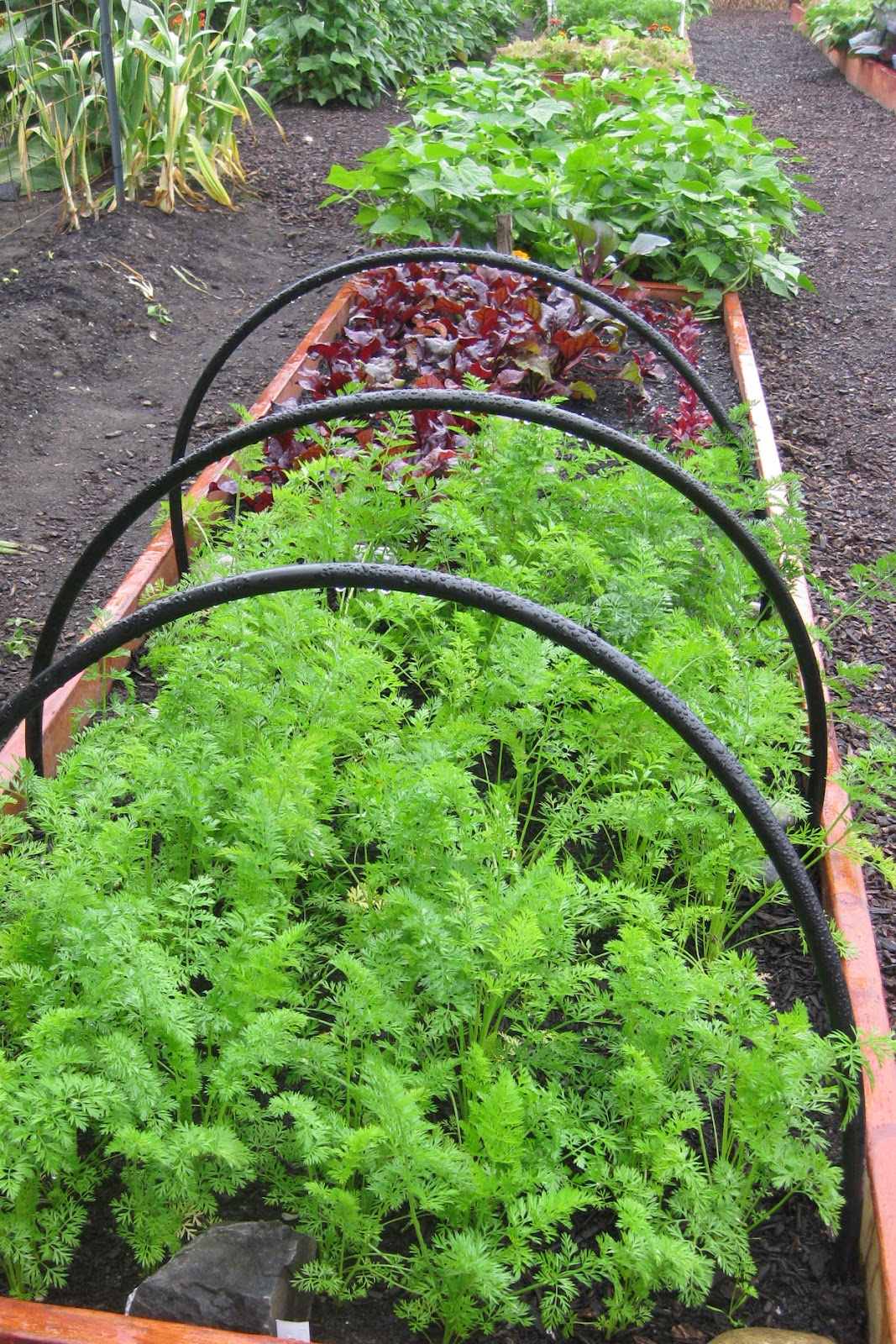 Dancing Raven Design: Growing Carrots