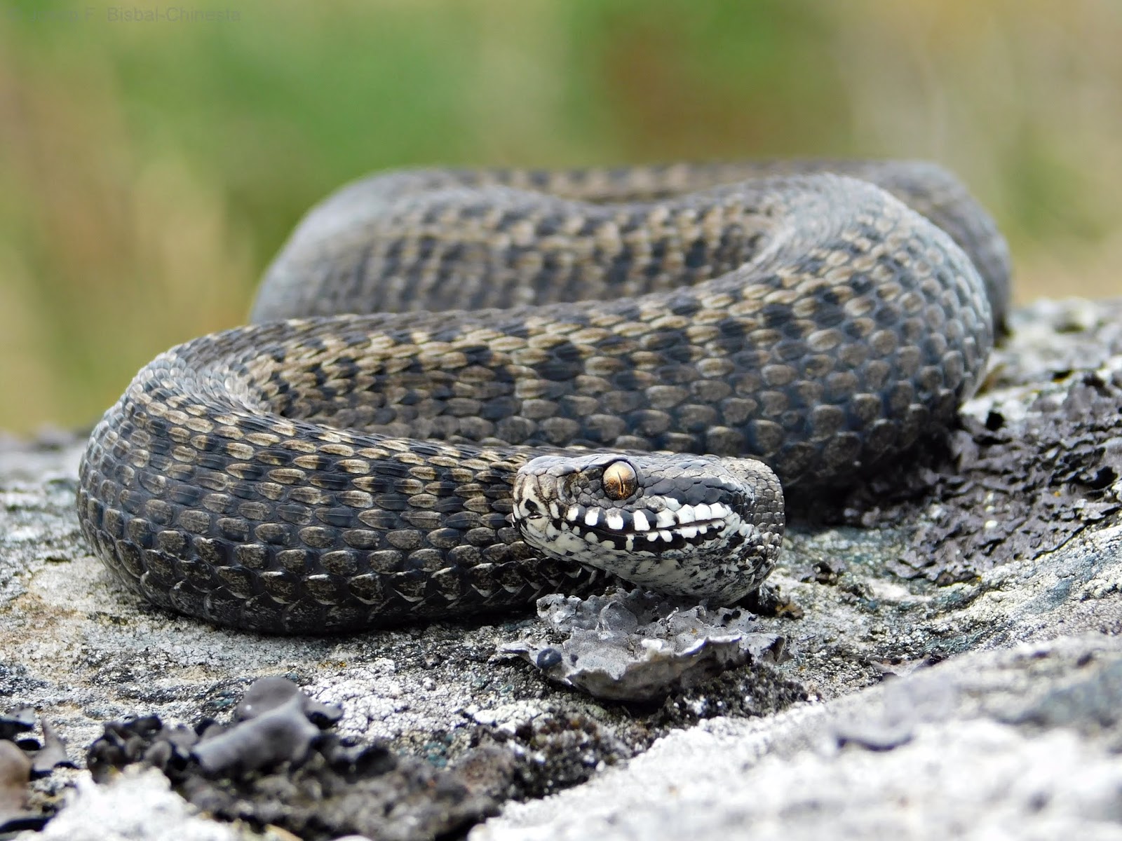 Sargantanes i Dragons: Vipera seoanei - Escurçó cantàbric