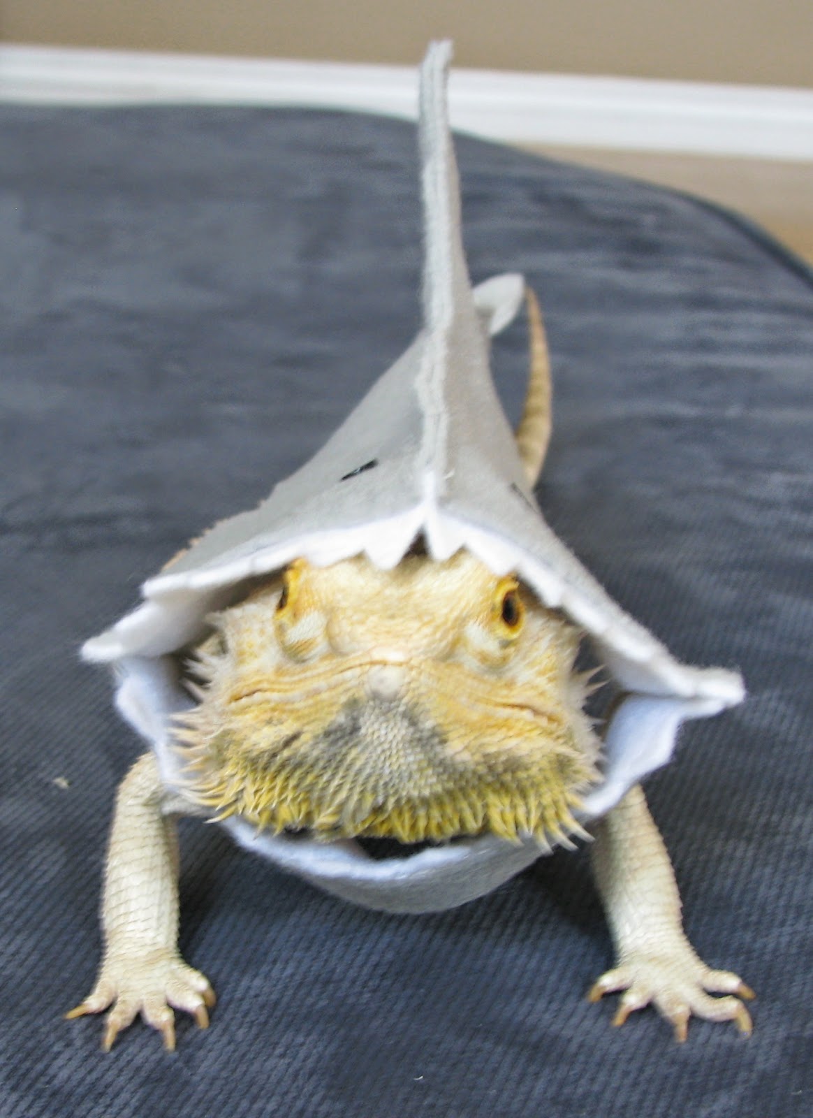 Sarah's Bearded Dragon Rescue: Sharks!