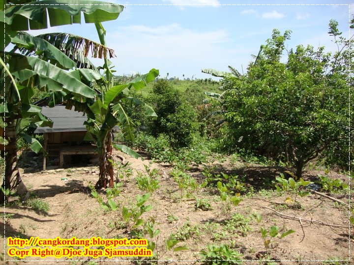 Pemanfaatan Lahan marginal dengan tanaman Cangkordang Koro Pedang