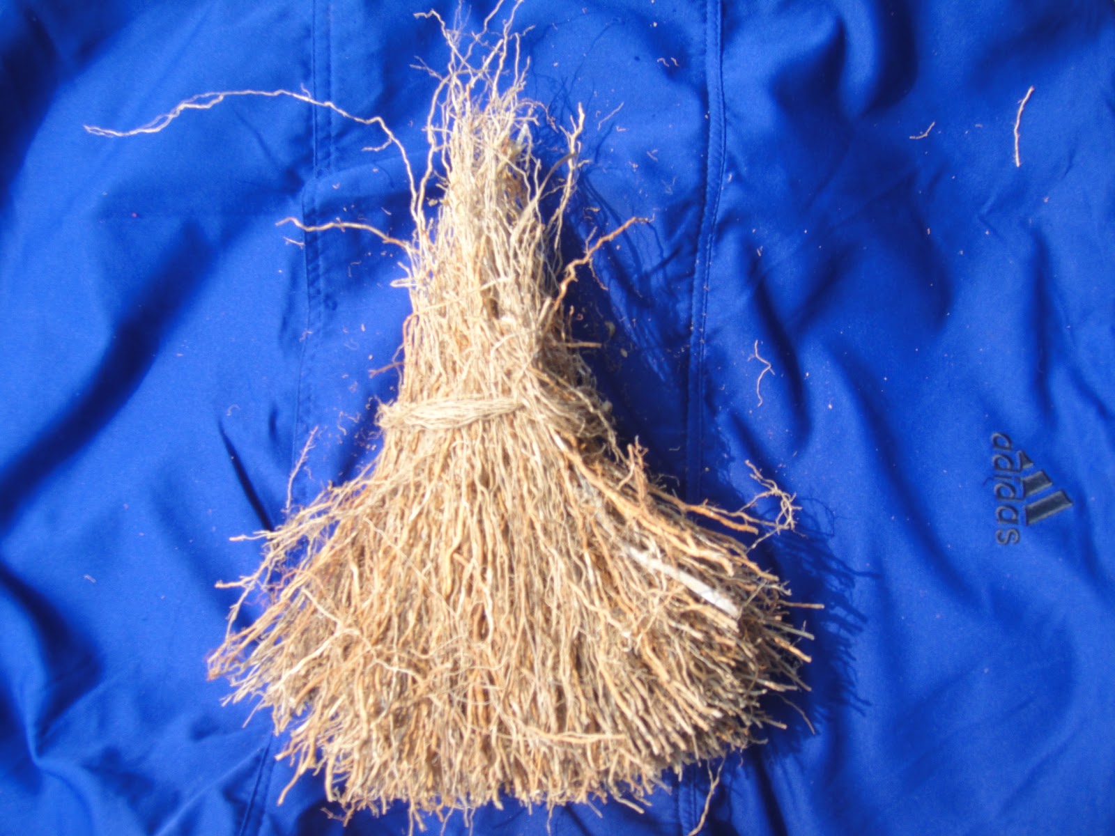 Khus khus [ବେଣା ଚେର] - The Barpali Days