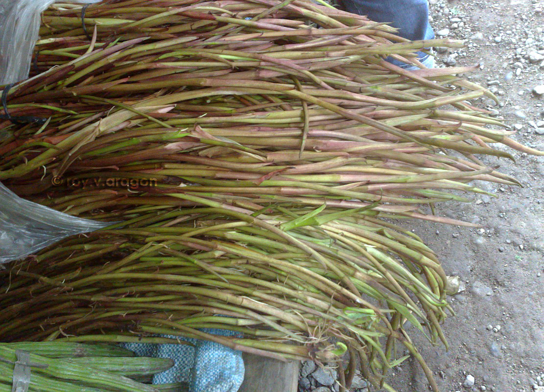 daludal, sagibsib, taro shoots/suckers ~ PINAKBET REPUBLIC