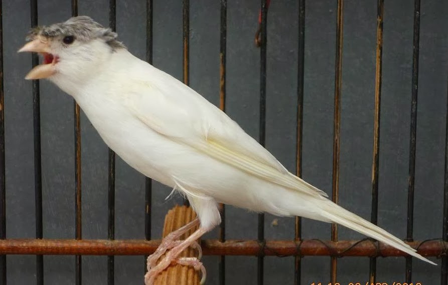 Burung Kenari (Canary Bird)