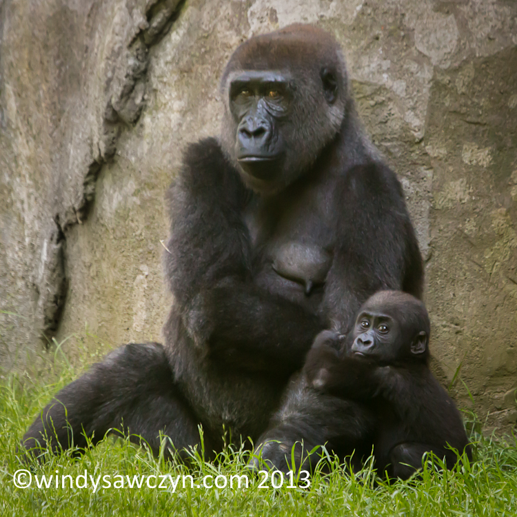 Baby Gorillas Bomassa and Apollo Grow Up: Baby Gorilla Turns Nine ...