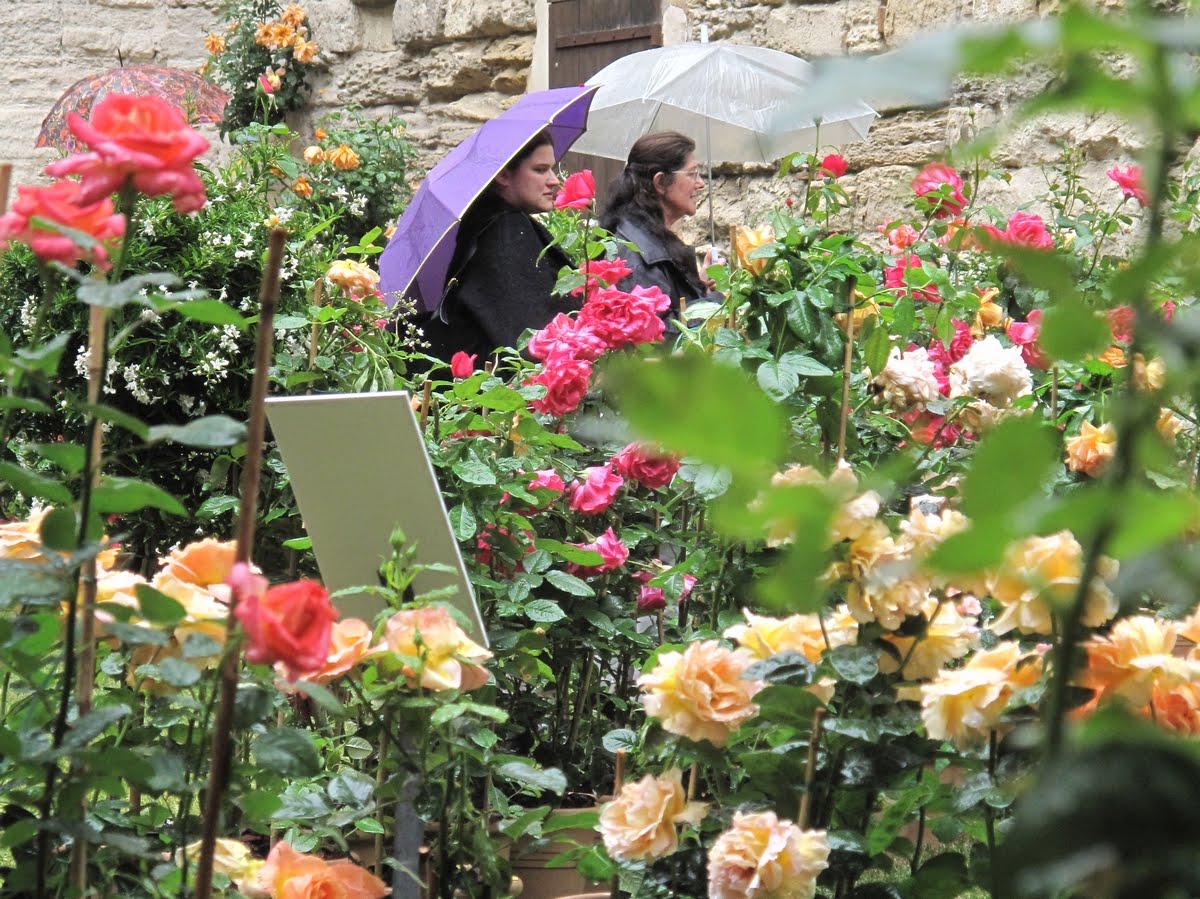 Avignon in Photos: Wet roses