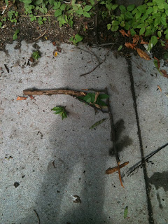 Outdoor Maths: Looking at different angles in nature | Creative STAR ...