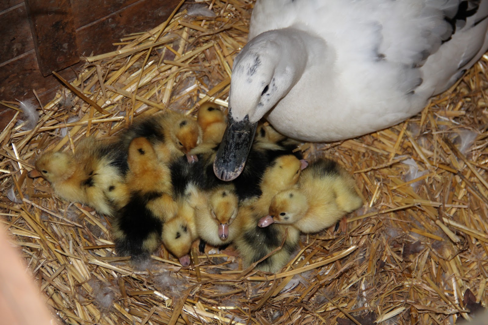 Mama Gone Green: We Have Ducklings!
