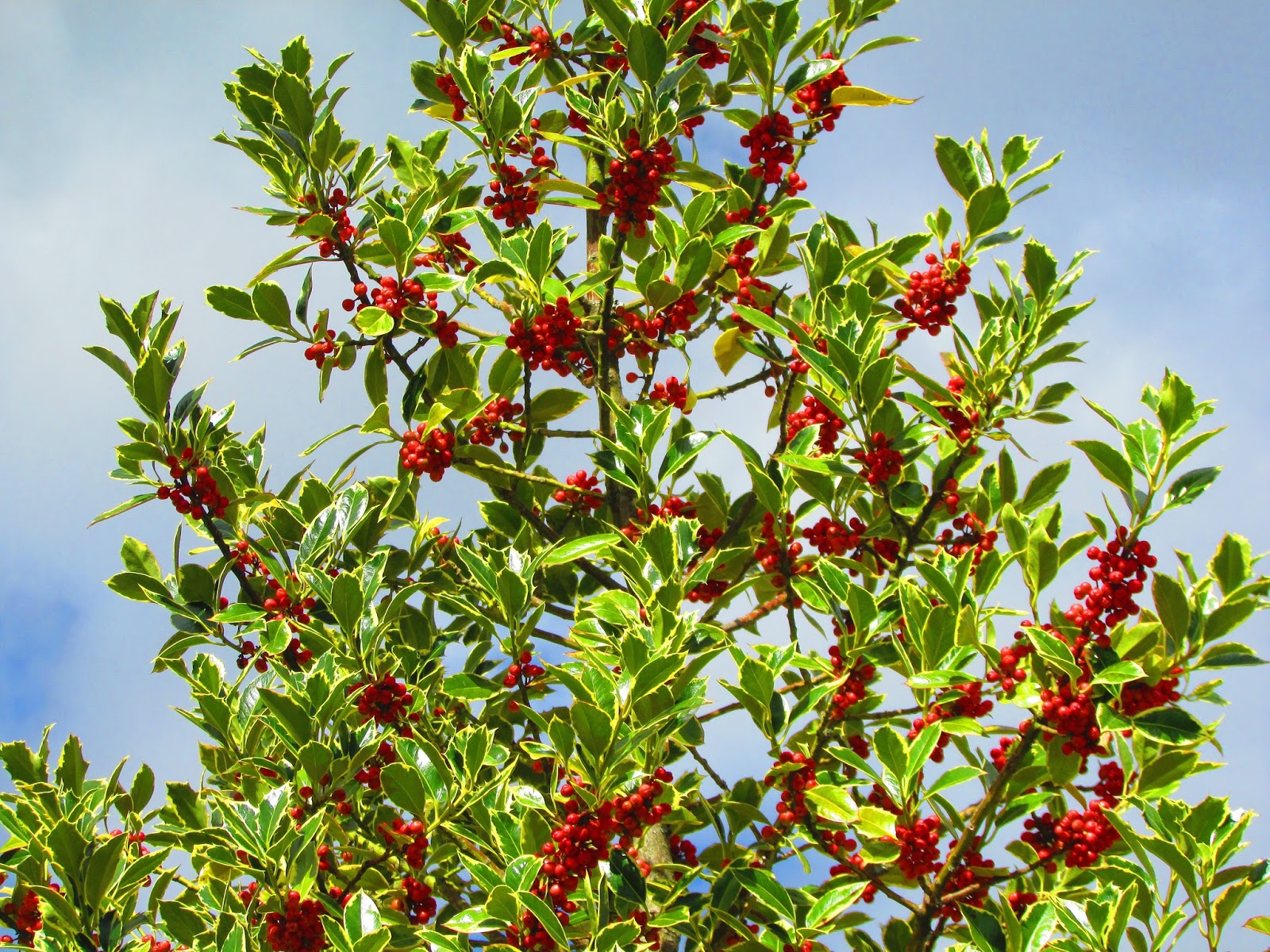 El Bosque y sus Secretos: Frutos y bayas del bosque