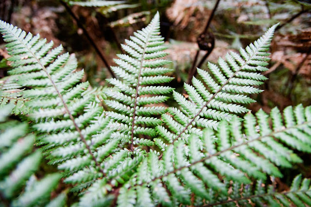AUULLIDOS por LOBOLOPEZZ: #54. HELECHOS - FERNS
