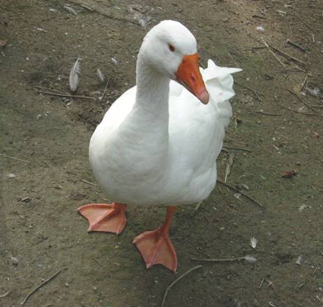 Mola: La papera non galleggia ... più.