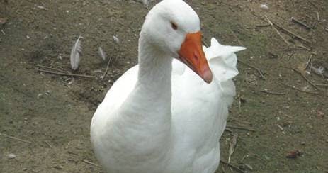 Mola: La papera non galleggia ... più.