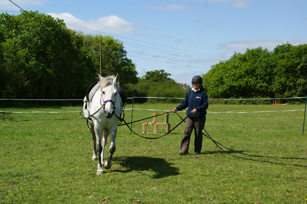 Sarah Weston: 12th May, 2017 Long Reining