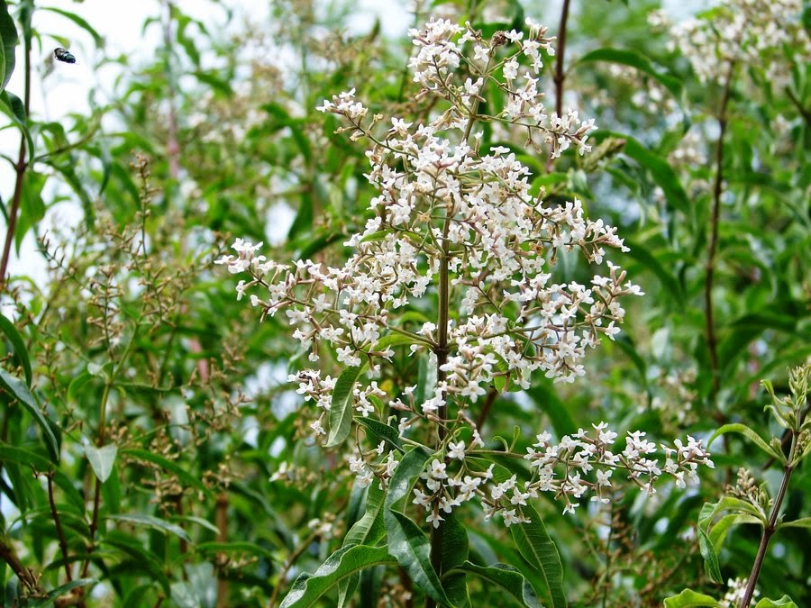 ARTE Y JARDINERÍA : Cedrón. Planta aromática y medicinal