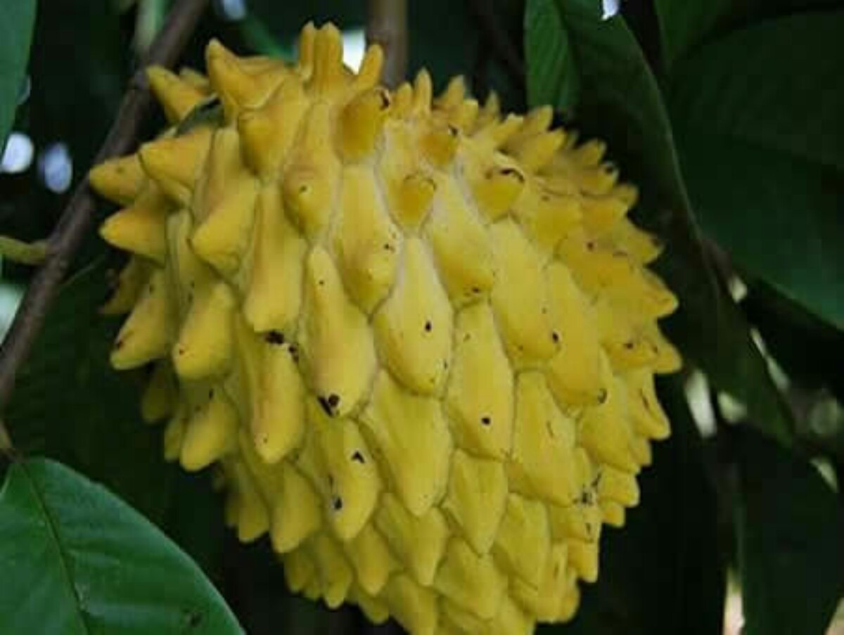 Nilma Brasil: Annonaceae -Rollinia mucosa
