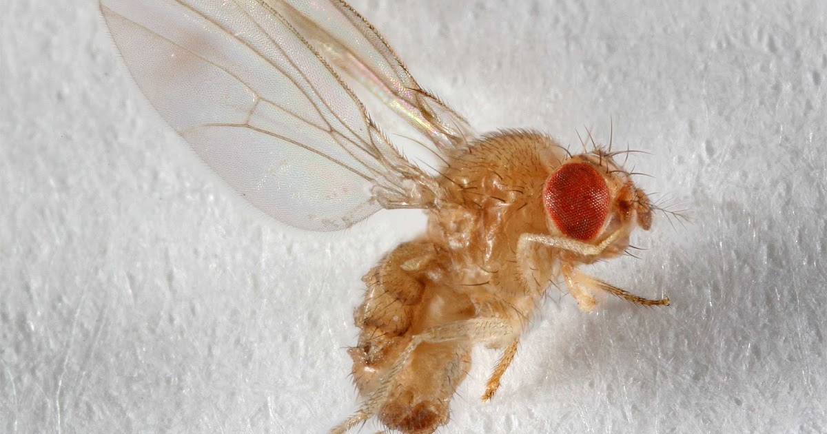 French Vocabulary Illustrated: moucheron