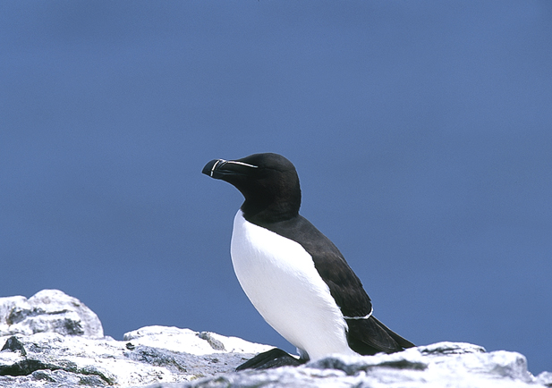 El Cajón del Maestro: Alca.
