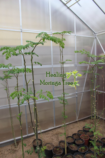 Healing Moringa Tree: Moringa Trees in a Greenhouse!