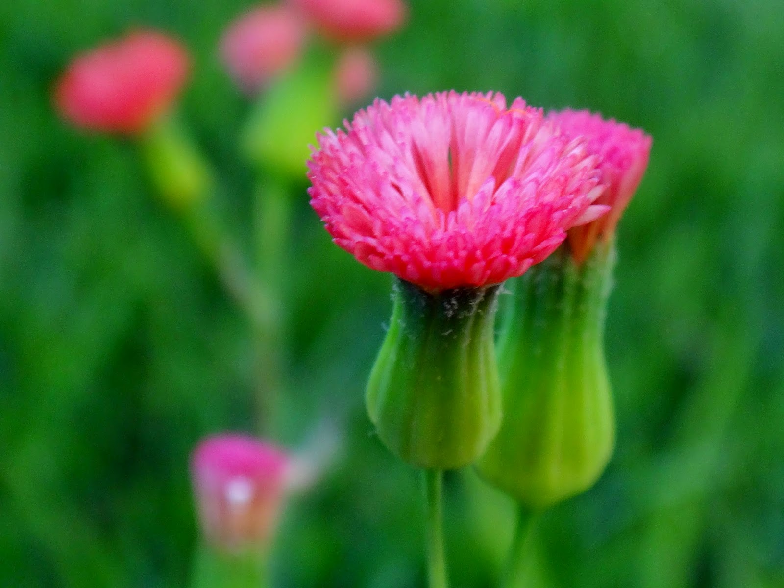 Uma flor por dia: Emília